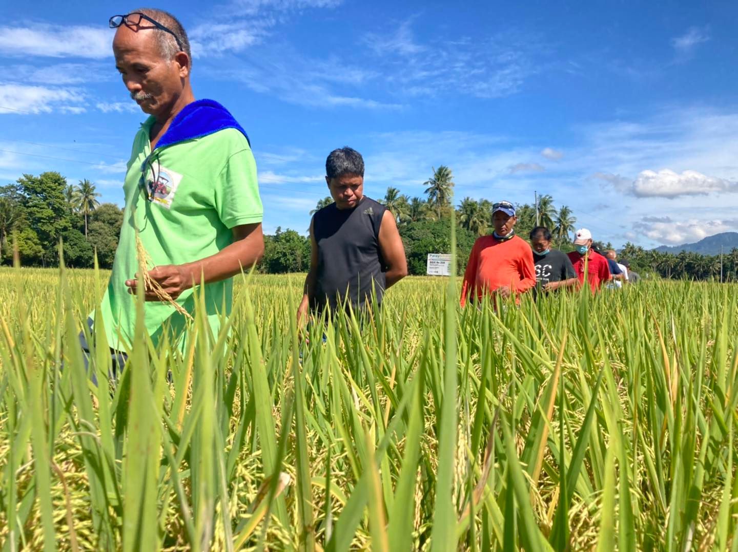High Yielding Rice Varieties Showcased Da Philrice
